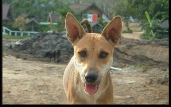 30 Heartbreaking Portraits Of Thailand’s Street Dogs - What's On Sukhumvit