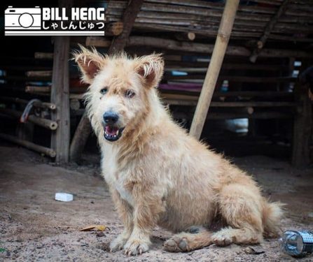 30 Heartbreaking Portraits Of Thailand’s Street Dogs - What's On Sukhumvit