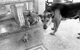 30 Heartbreaking Portraits Of Thailand’s Street Dogs - What's On Sukhumvit