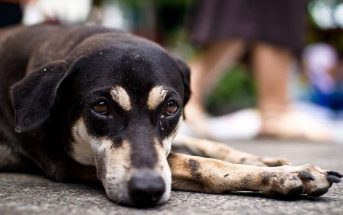 30 Heartbreaking Portraits Of Thailand’s Street Dogs - What's On Sukhumvit