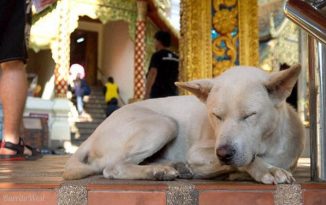 30 Heartbreaking Portraits Of Thailand’s Street Dogs - What's On Sukhumvit