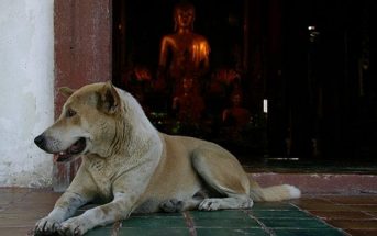 30 Heartbreaking Portraits Of Thailand’s Street Dogs - What's On Sukhumvit
