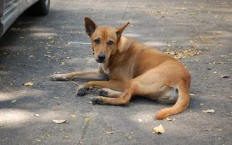 30 Heartbreaking Portraits Of Thailand’s Street Dogs - What's On Sukhumvit